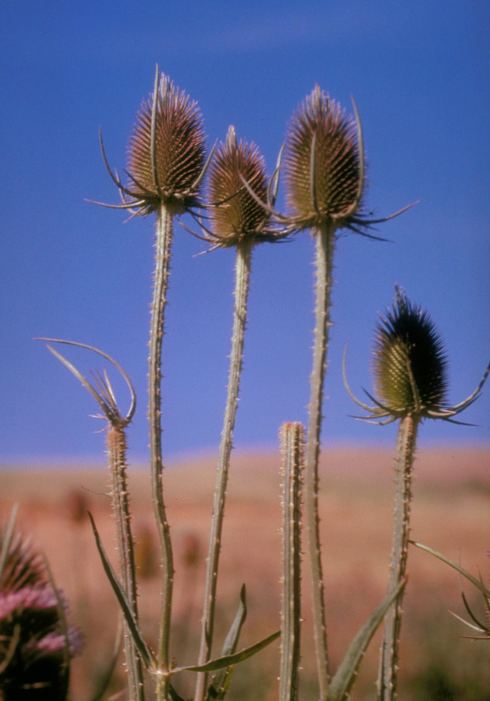 Teasel - Thompson-Nicola Regional District