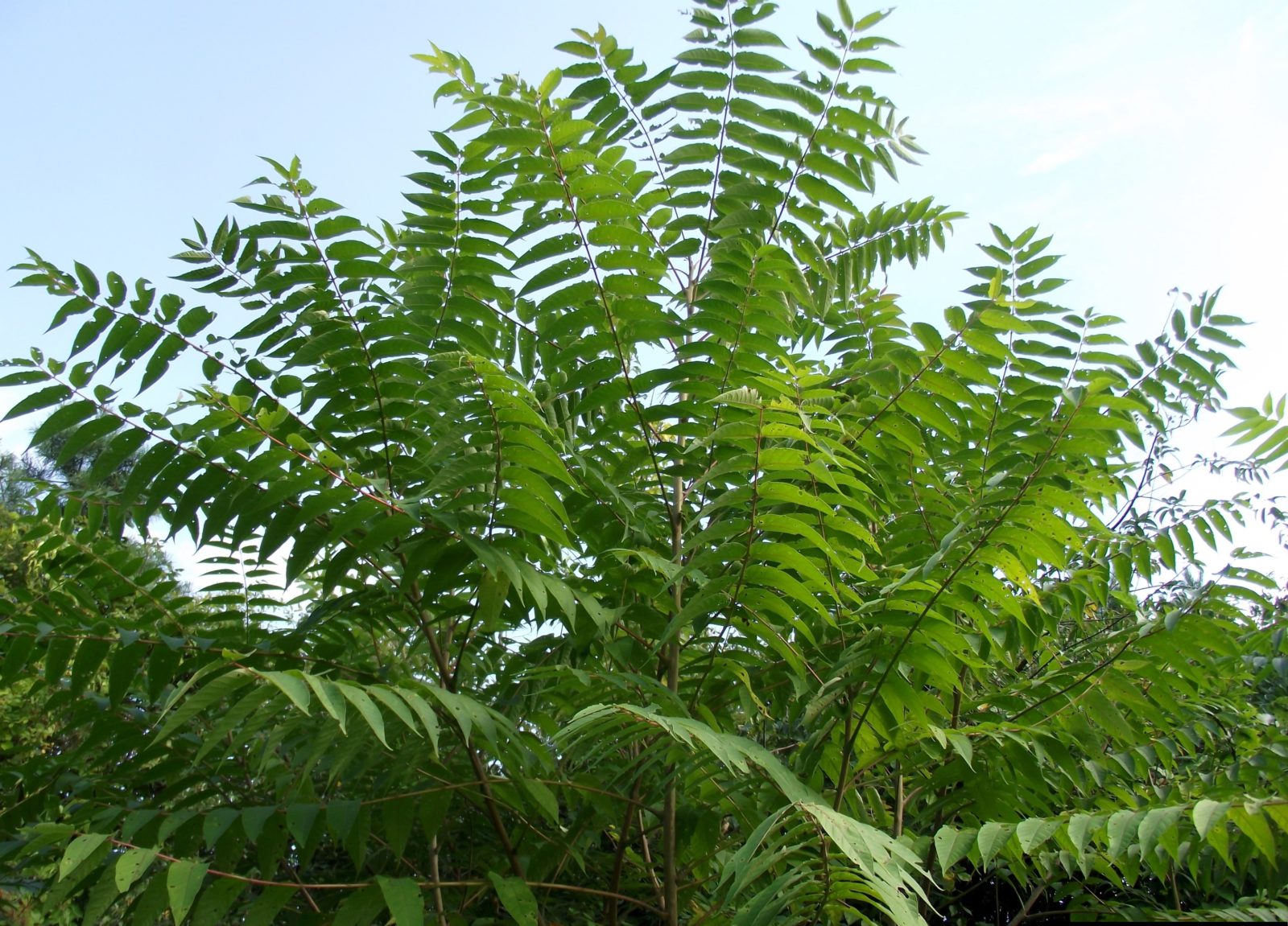 Tree of Heaven - Thompson-Nicola Regional District