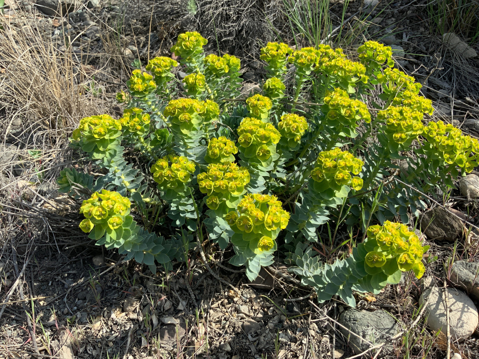 Myrtle Spurge - Thompson-Nicola Regional District