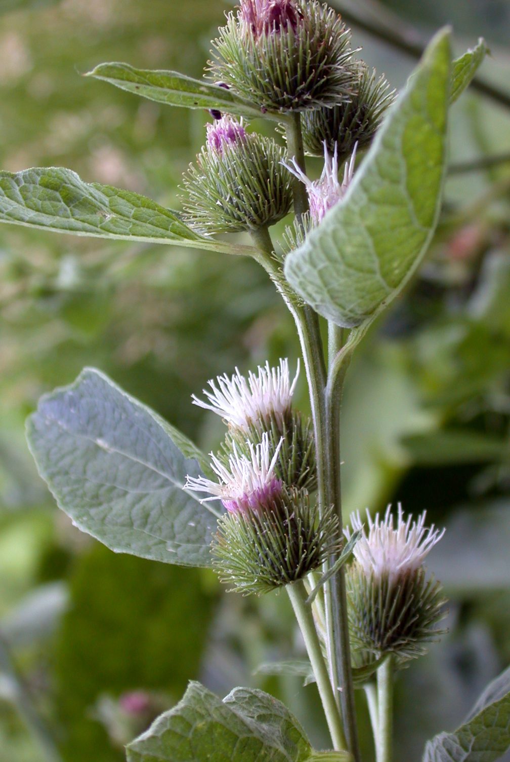 Common Burdock - Thompson-Nicola Regional District
