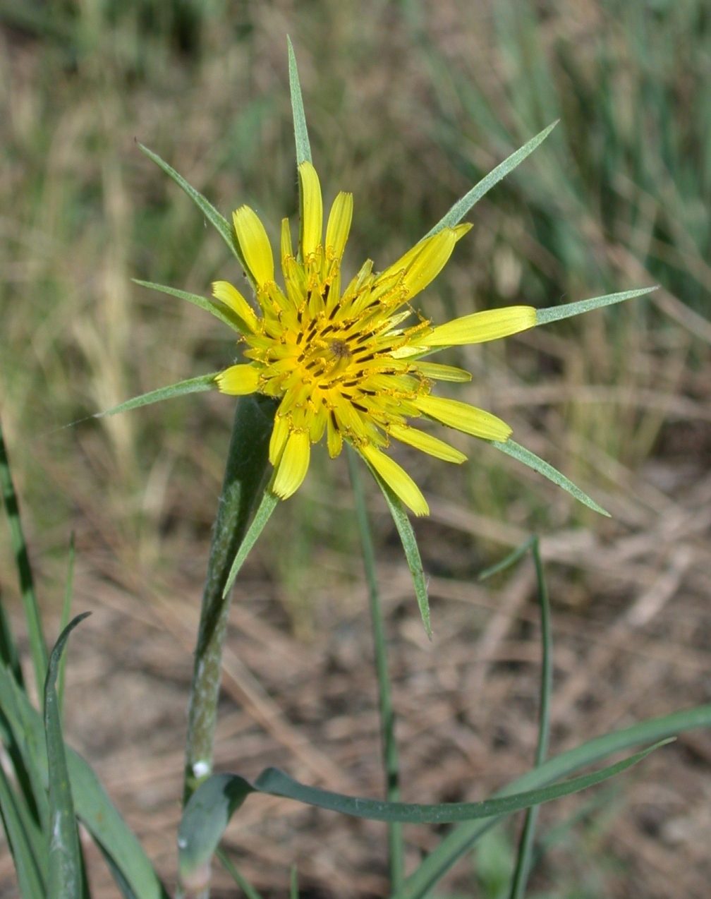Western Goat's Beard - Thompson-Nicola Regional District