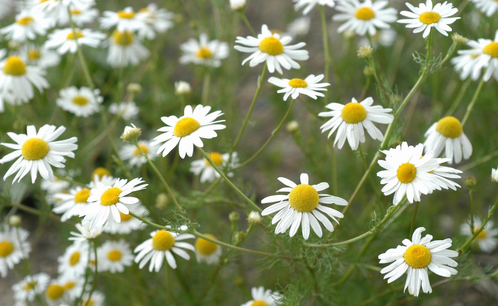 Scentless Chamomile - Thompson-Nicola Regional District