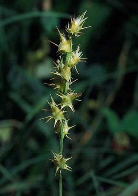 Longspine Sandbur - Thompson-Nicola Regional District