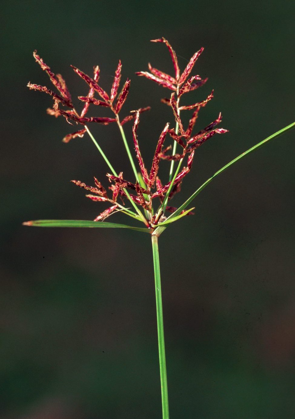 Purple Nutsedge - Thompson-Nicola Regional District