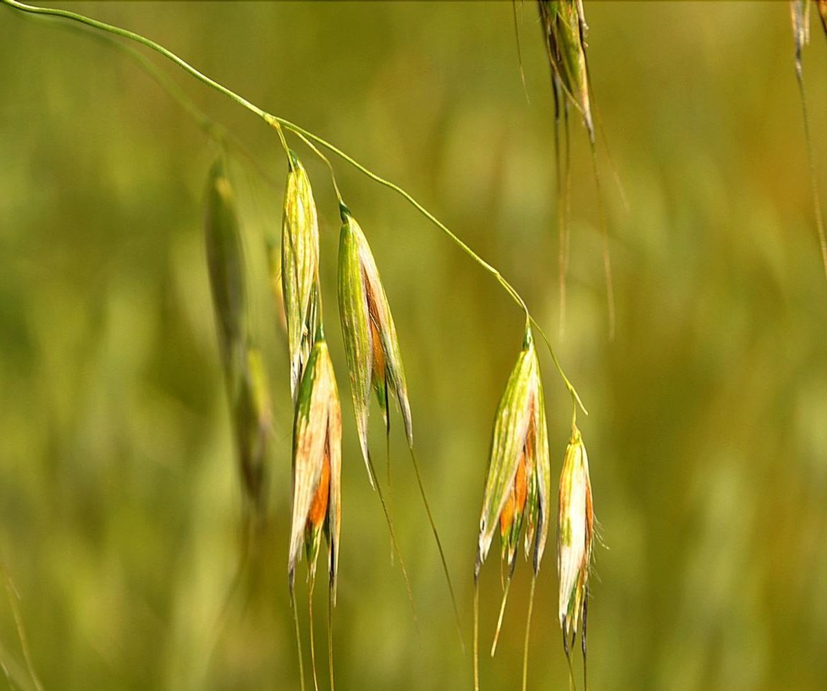 Wild Oats - Thompson-Nicola Regional District