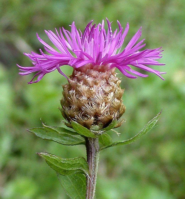 Meadow Knapweed - Thompson-Nicola Regional District