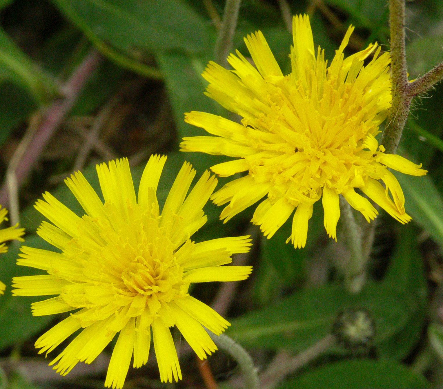 Mouse-Ear Hawkweed - Thompson-Nicola Regional District