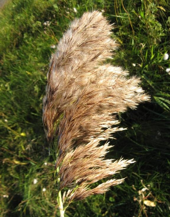 European Common Reed (Phragmites) - Thompson-Nicola Regional District