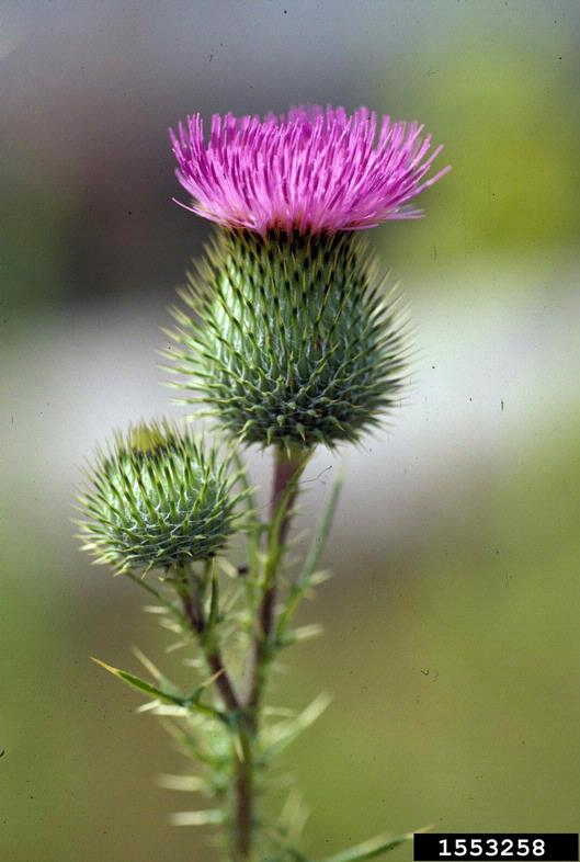 Bull Thistle Leaves