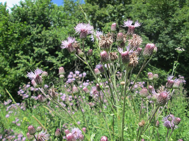 Canada Thistle - Thompson-Nicola Regional District