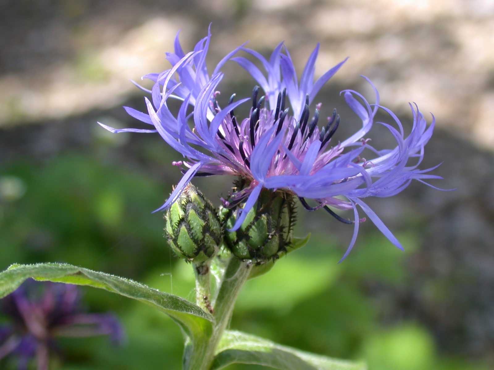 Mountain Bluet - Thompson-Nicola Regional District