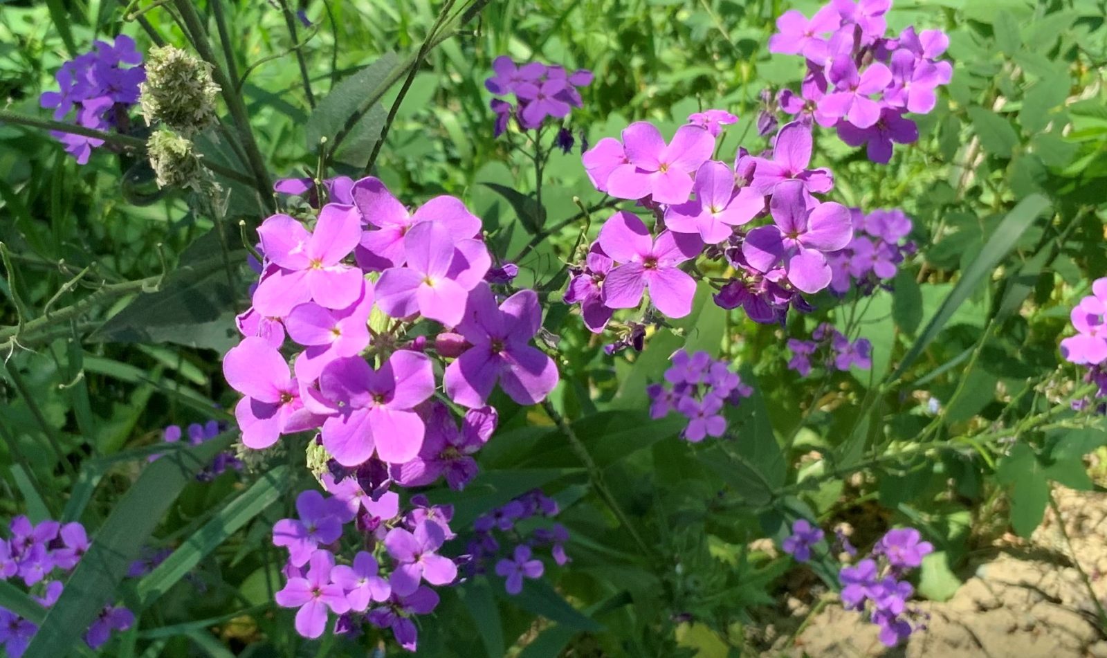 Dame's Rocket - Thompson-Nicola Regional District