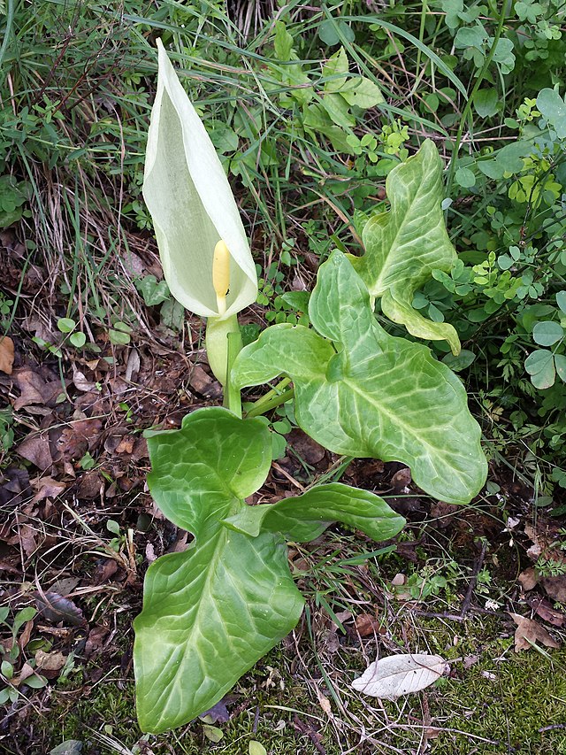 Italian Arum - Thompson-Nicola Regional District