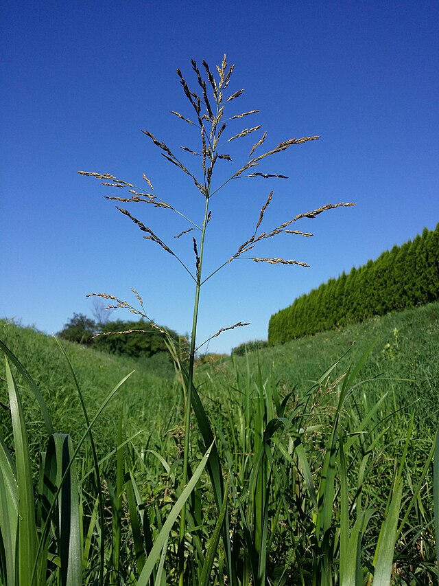 Giant Mannagrass - Thompson-Nicola Regional District