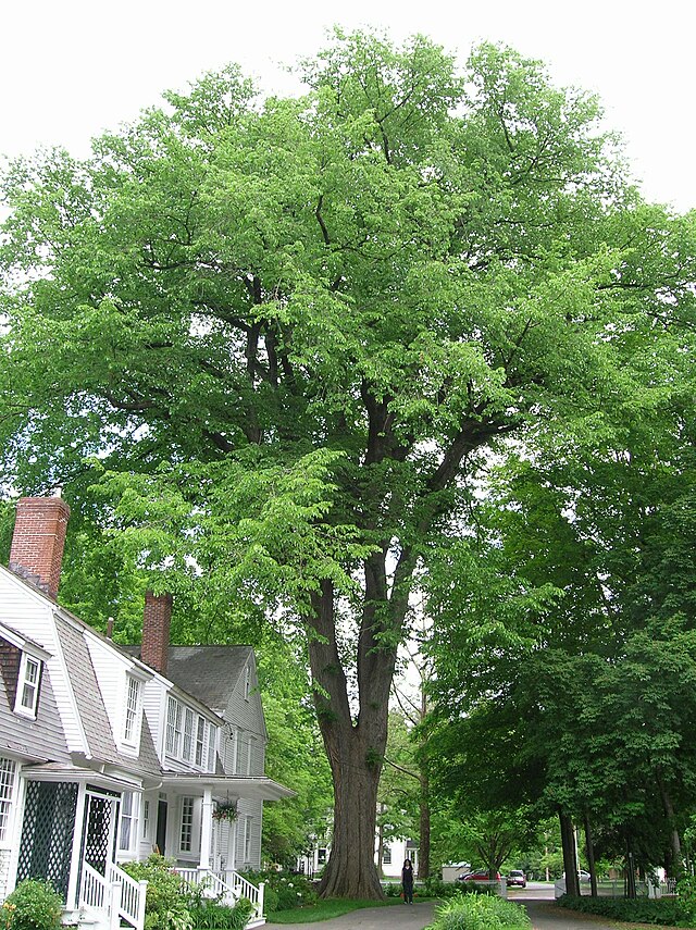 American Elm Tree - Thompson-Nicola Regional District
