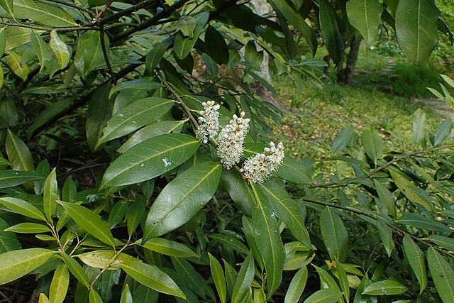 Is Cherry Laurel Invasive