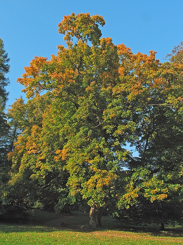 Norway Maple Tree - Thompson-Nicola Regional District