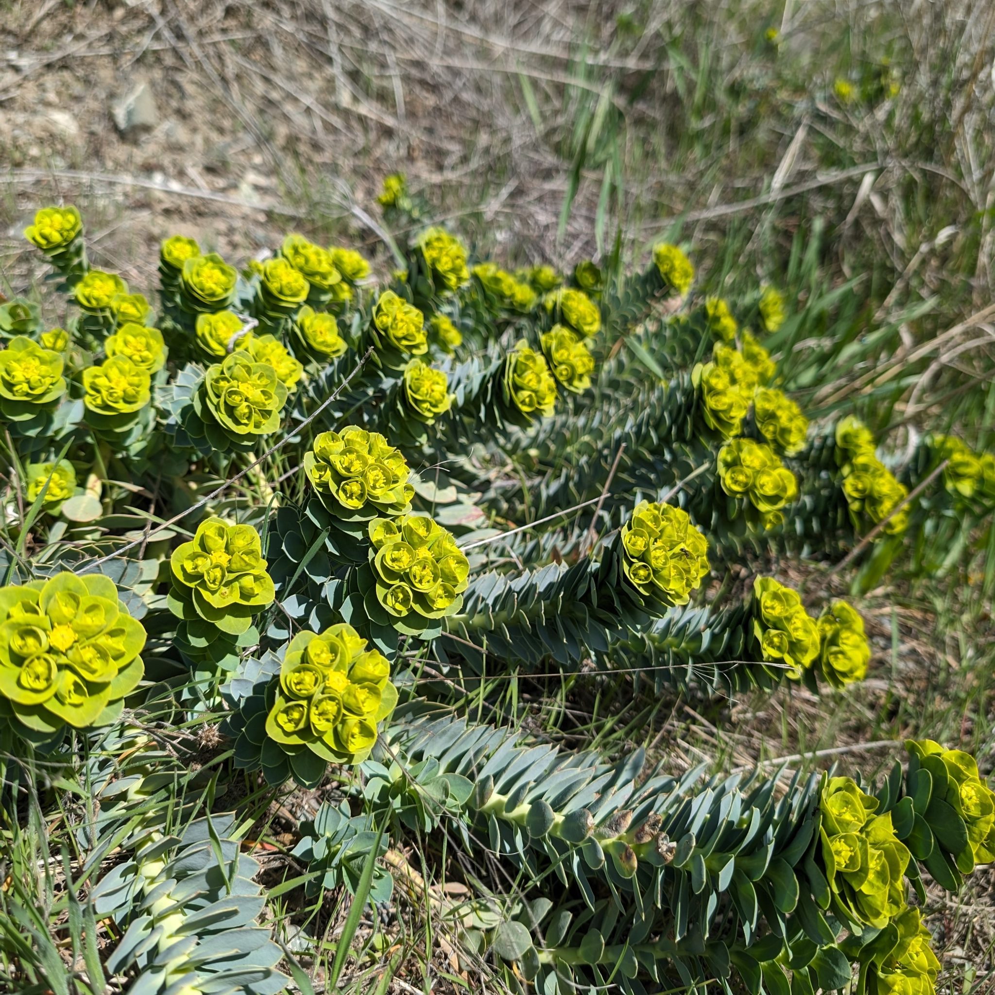 Spotting Invasive Plant Look-Alikes in Your Garden - Thompson-Nicola ...