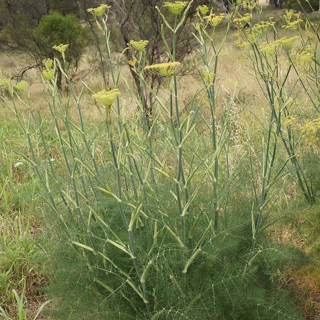 Spotting Invasive Plant Look-Alikes in Your Garden - Thompson-Nicola ...